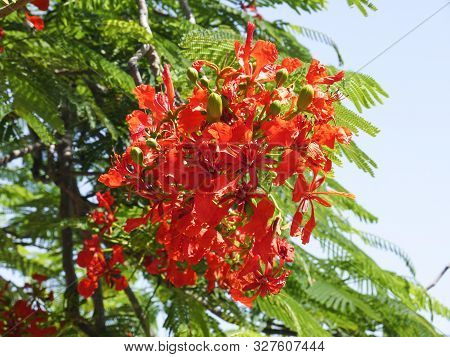 Delonix Royal One Five Image & Photo (Free Trial) | Bigstock