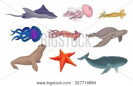 Marine Life Creatures Vector & Photo (Free Trial) | Bigstock