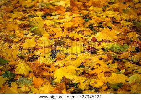 Fallen Maple Leaves On Image & Photo (Free Trial) | Bigstock