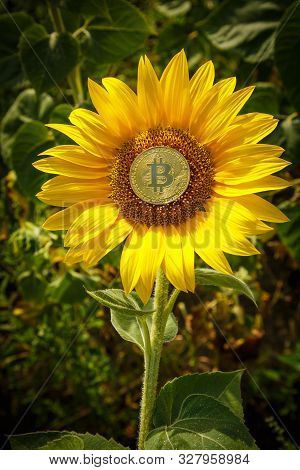 Gold Bitcoin Coin Image & Photo (Free Trial) | Bigstock