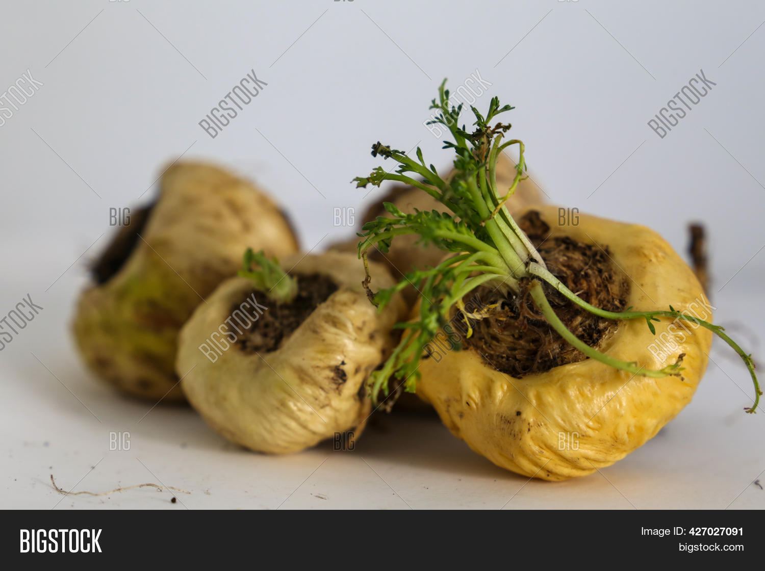 Maca. Peruvian Root Image & Photo (Free Trial) | Bigstock