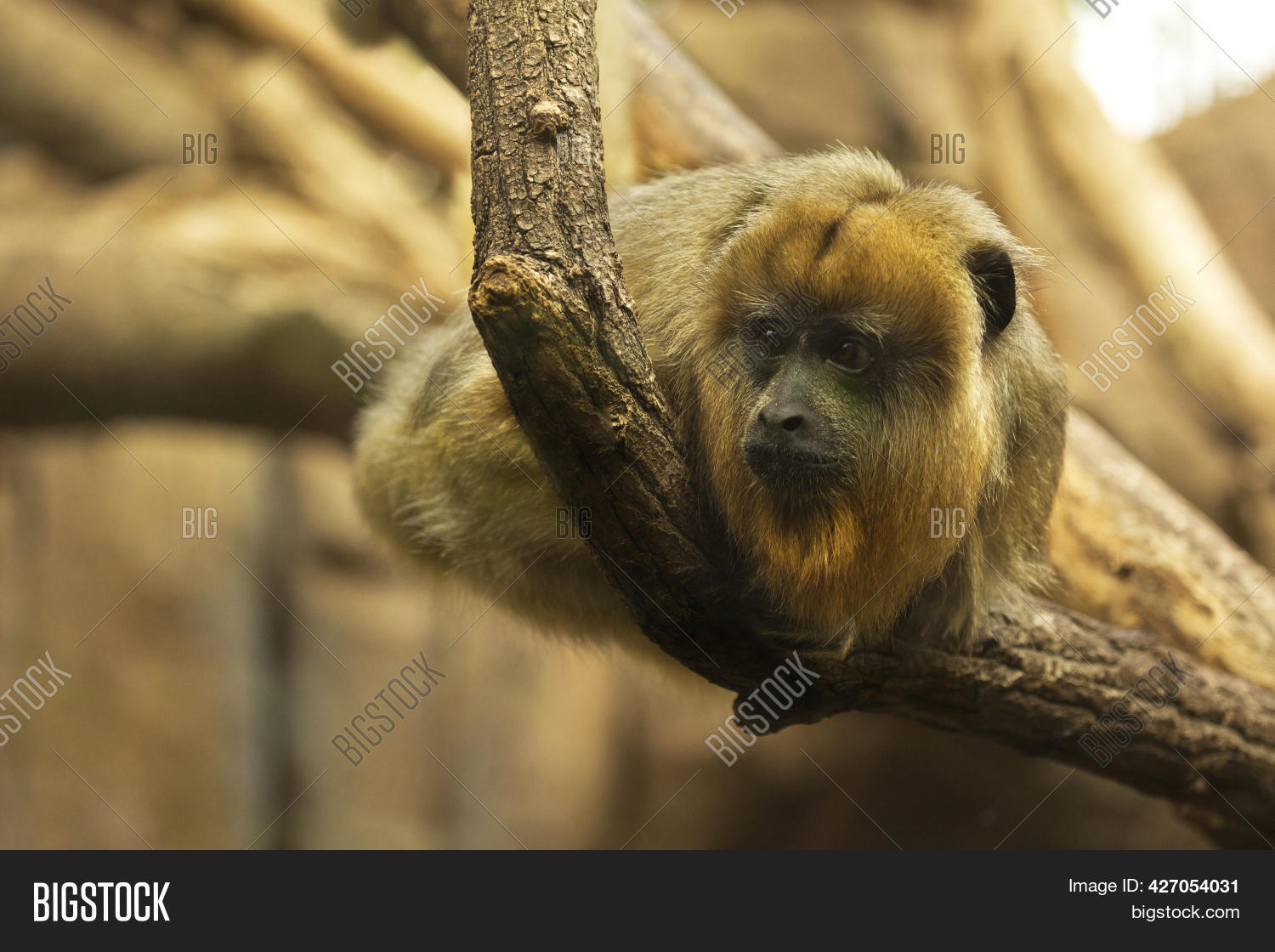 Black-howler Monkey ( Image & Photo (Free Trial) | Bigstock