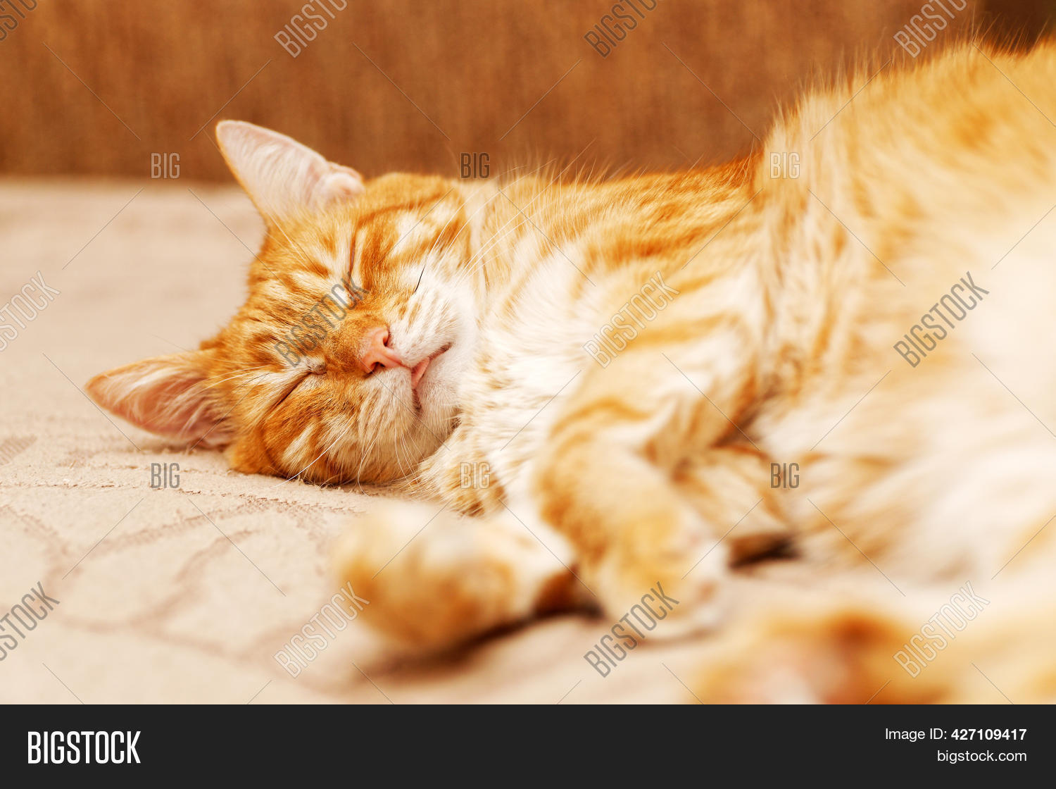 Closeup Ginger Cat Image & Photo (Free Trial) | Bigstock
