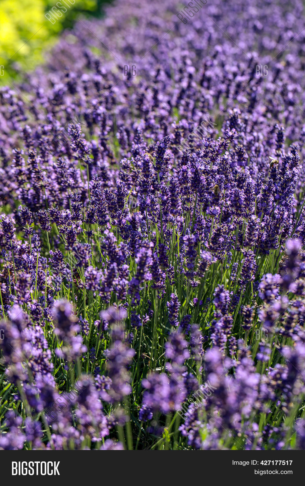 Blooming Lavender Image & Photo (Free Trial) | Bigstock
