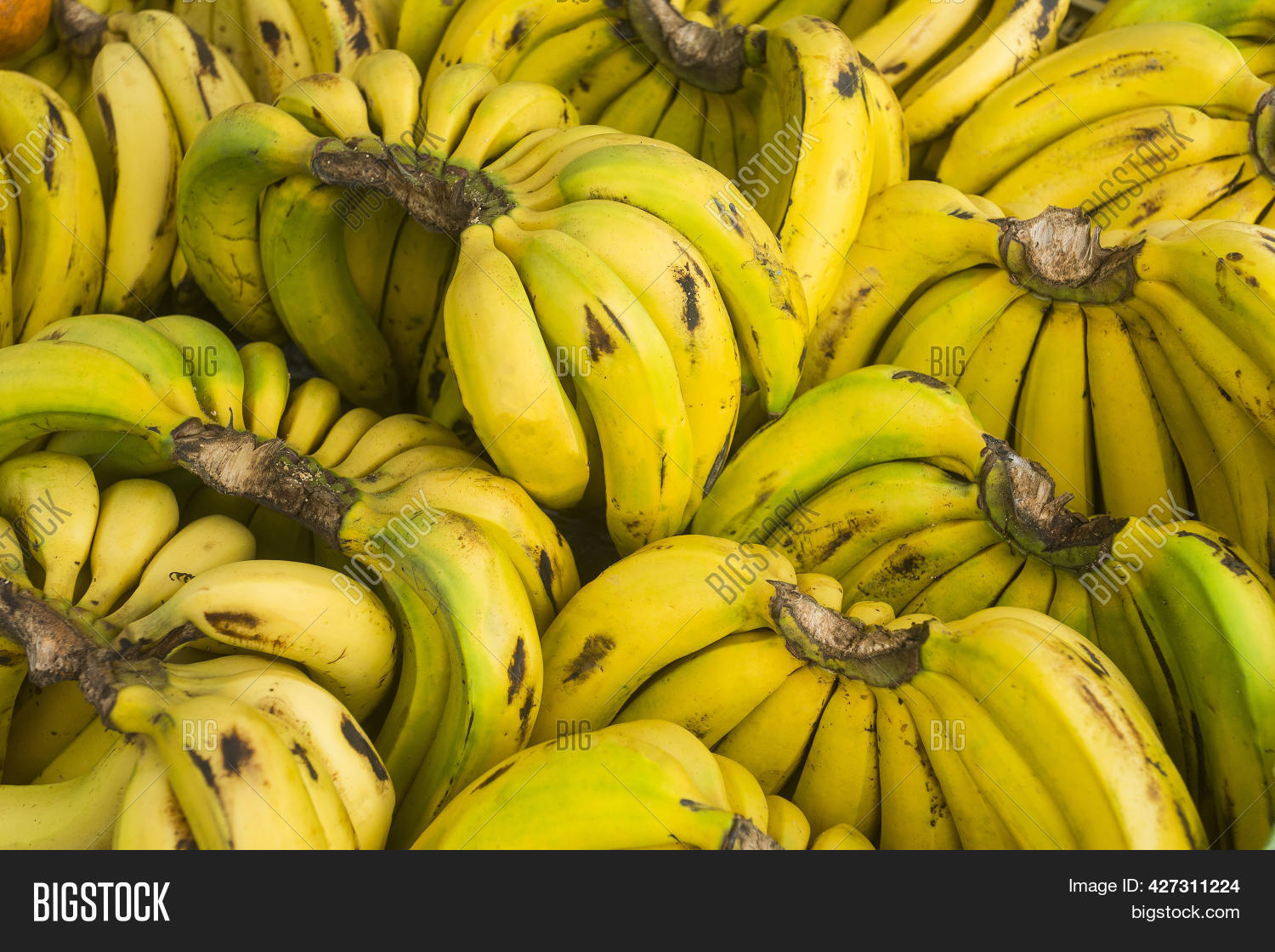 Banana Fruit Image & Photo (Free Trial) | Bigstock