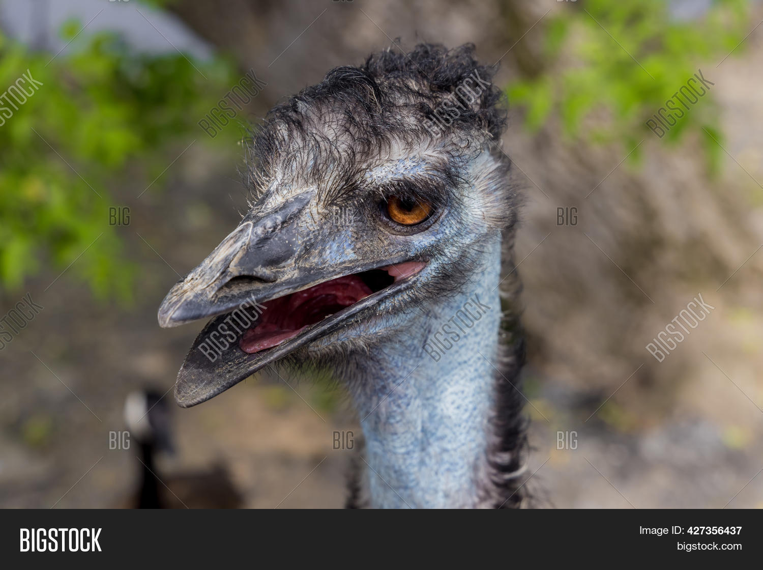 Portrait Blue Emu Open Image & Photo (Free Trial) | Bigstock
