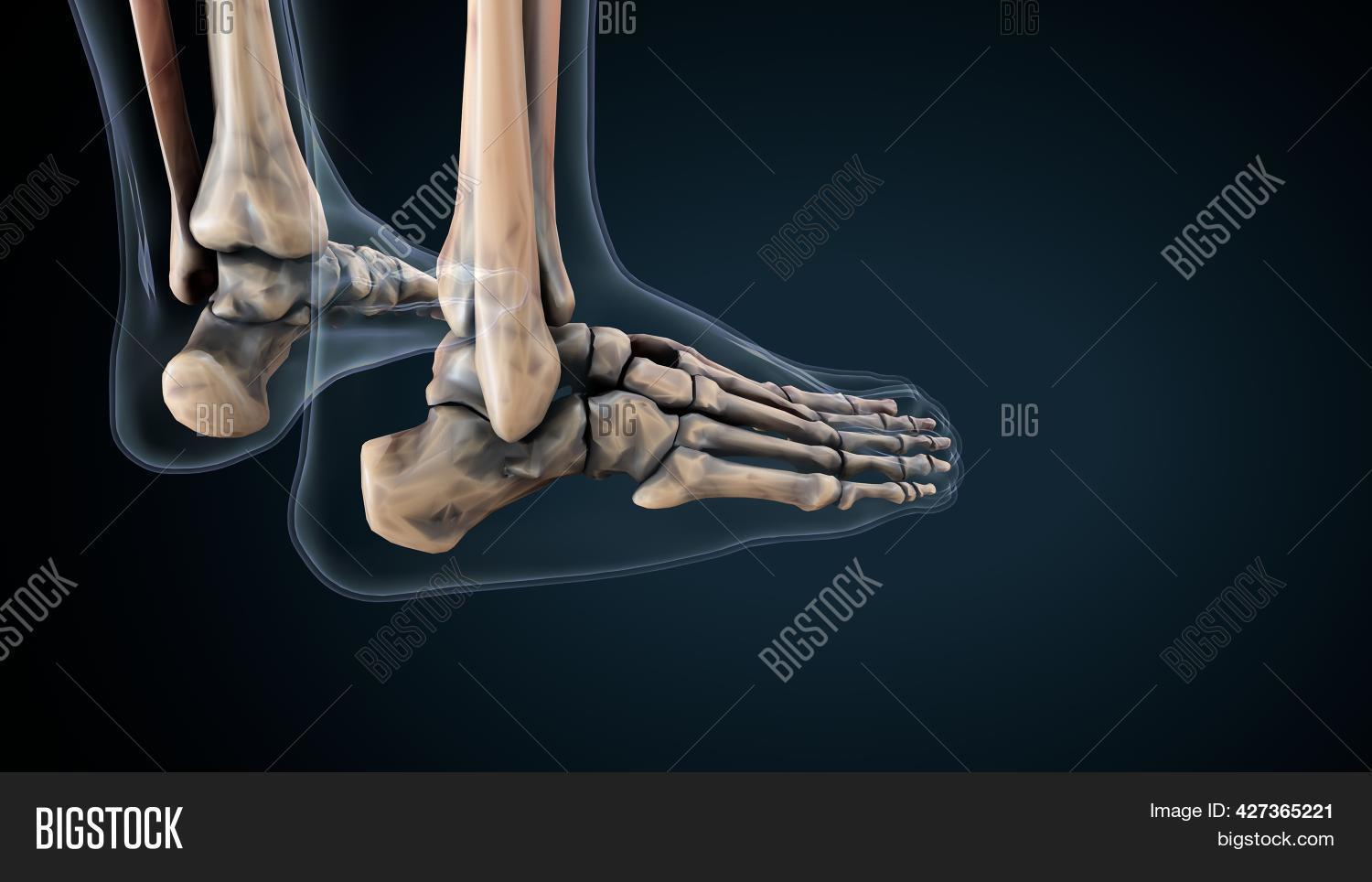 3d Illustration Human Image & Photo (Free Trial) | Bigstock
