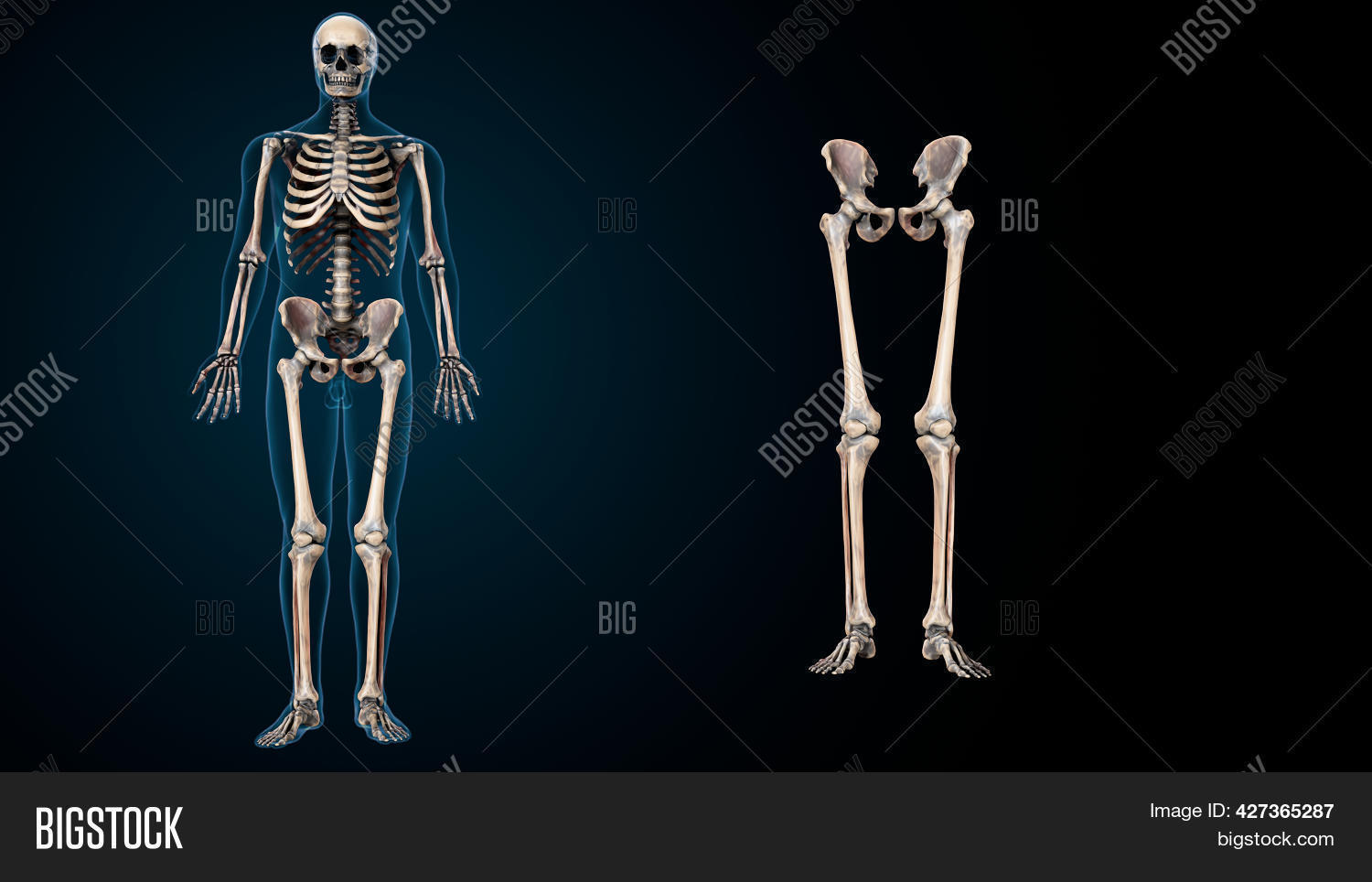 3d Illustration Human Image & Photo (Free Trial) | Bigstock