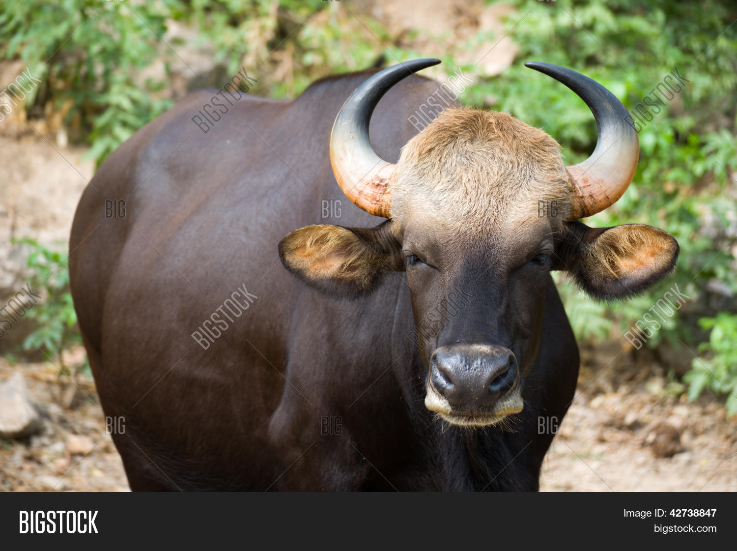 Close Shot Gaur Bos Image & Photo (Free Trial) | Bigstock
