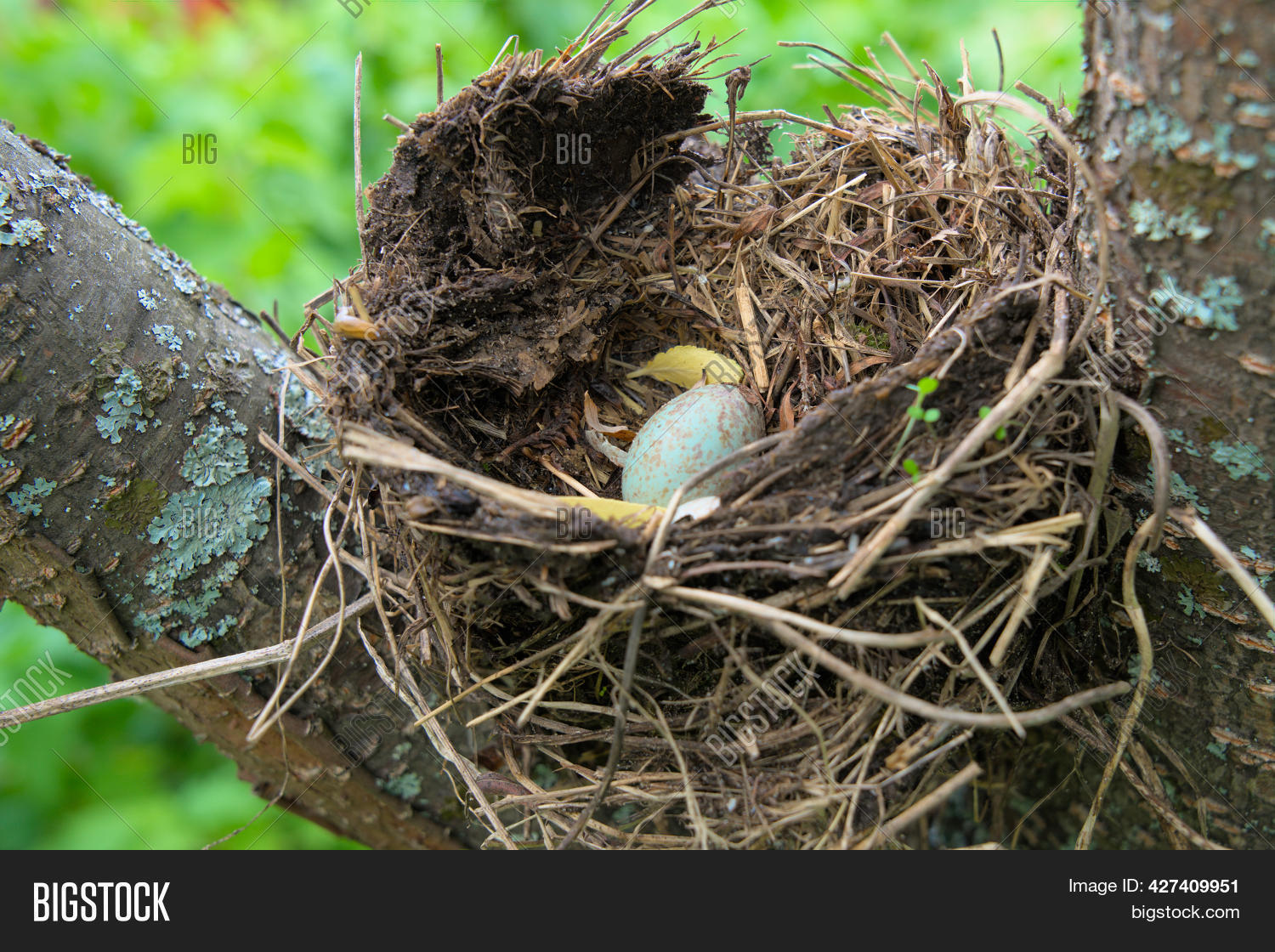 Blue Bird Egg Nest Image & Photo (Free Trial) | Bigstock