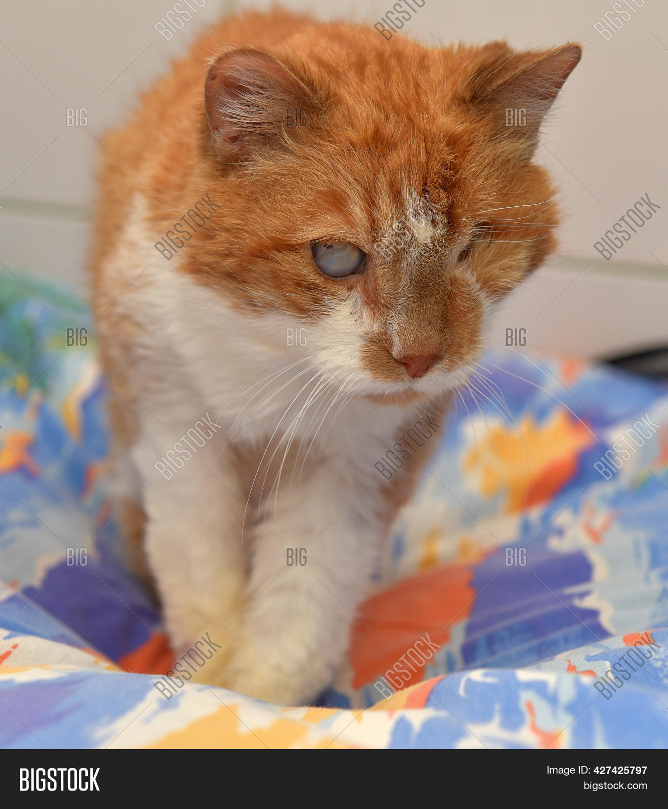 Sick Ginger Cat Image & Photo (Free Trial) | Bigstock