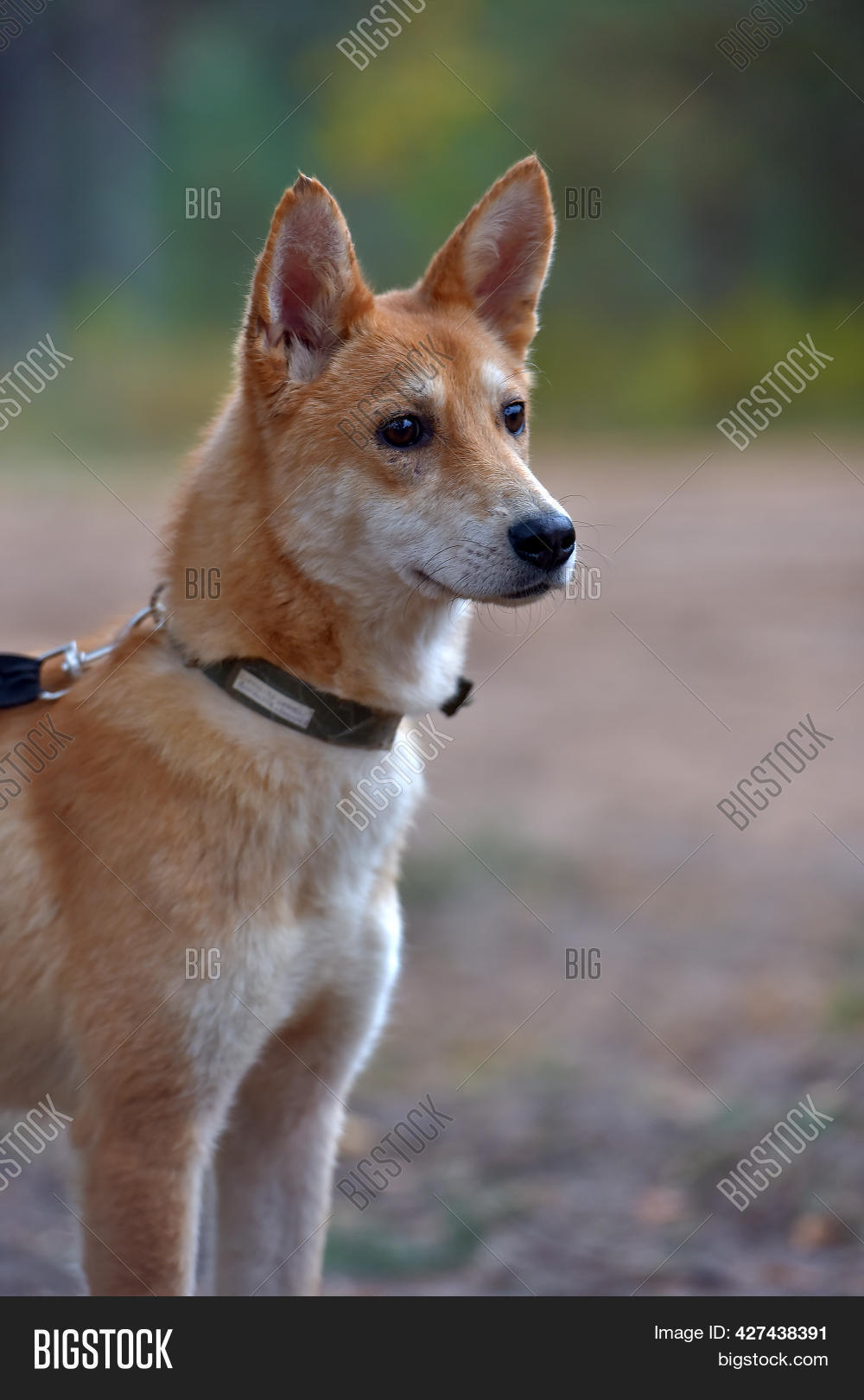 Red White Mestizo Dog Image & Photo (Free Trial) | Bigstock
