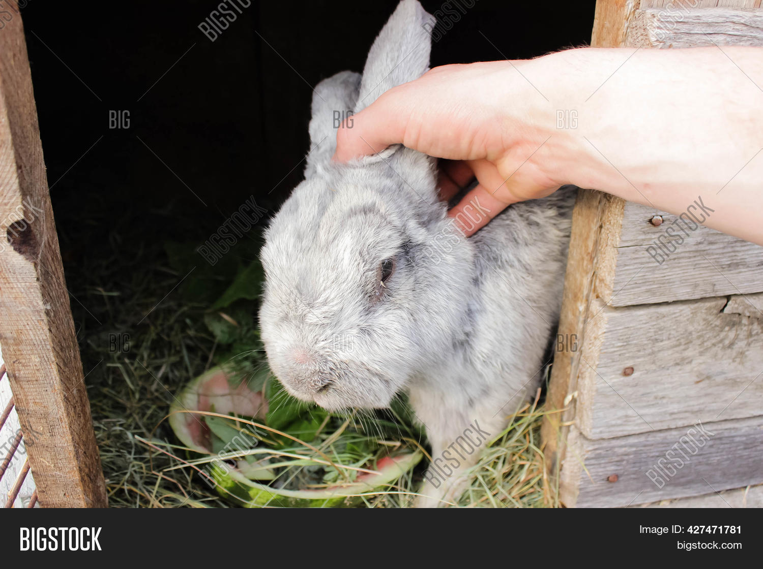Man Forcing Rabbit Image & Photo (Free Trial) | Bigstock