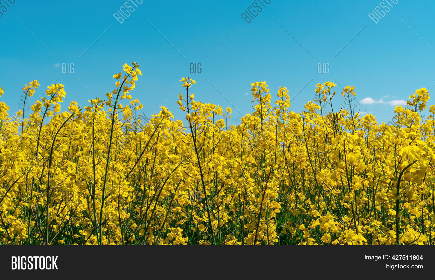 Yellow Rapeseed Image & Photo (Free Trial) | Bigstock