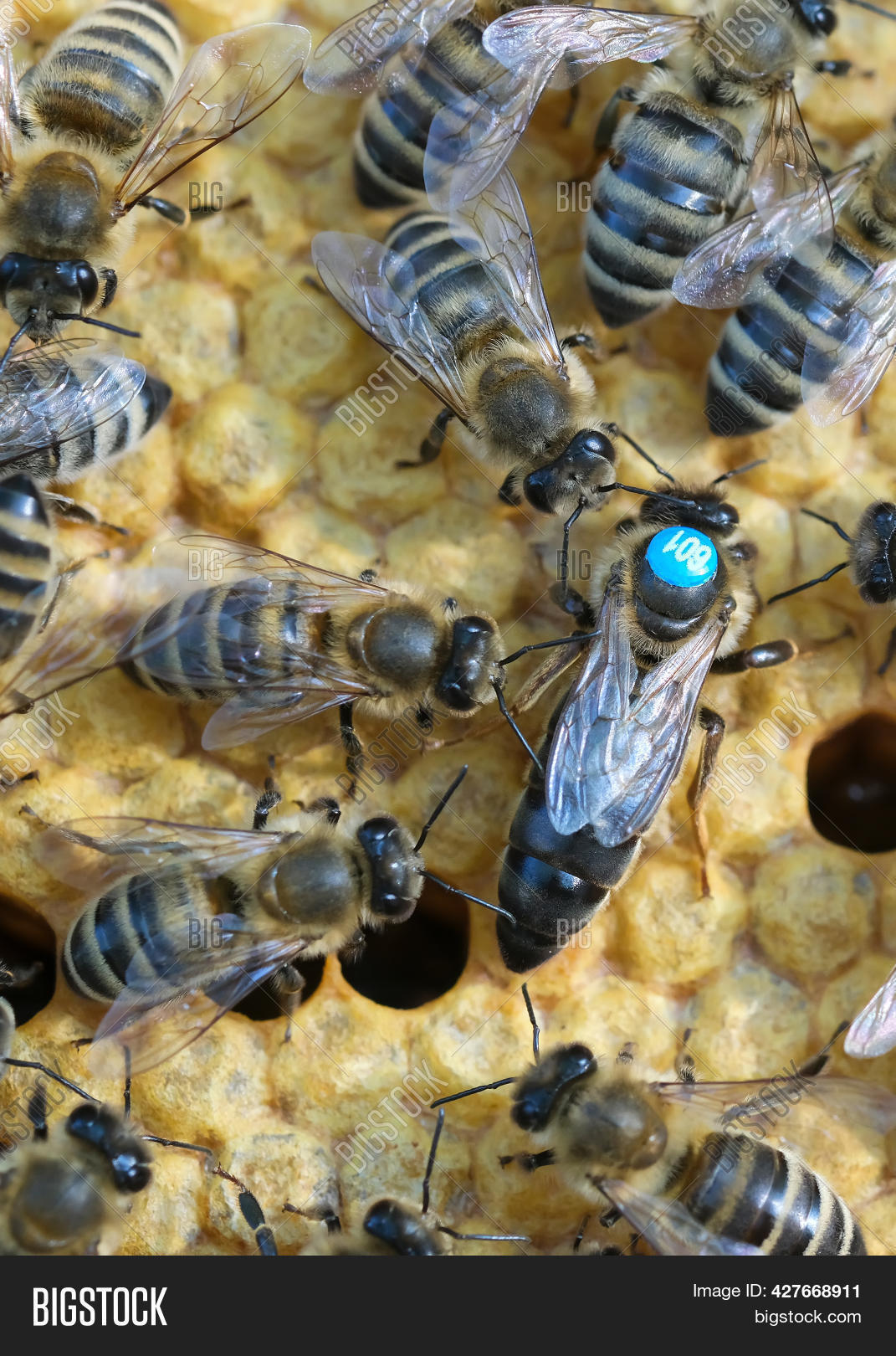 Bees Inside Beehive Image & Photo (Free Trial) | Bigstock