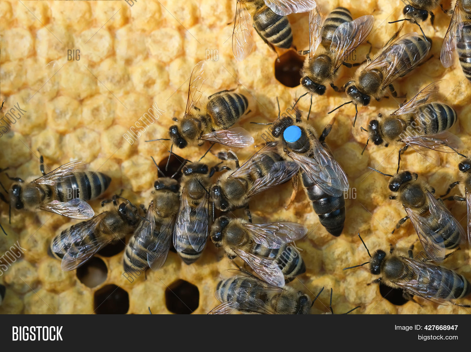 Bees Inside Beehive Image & Photo (Free Trial) | Bigstock