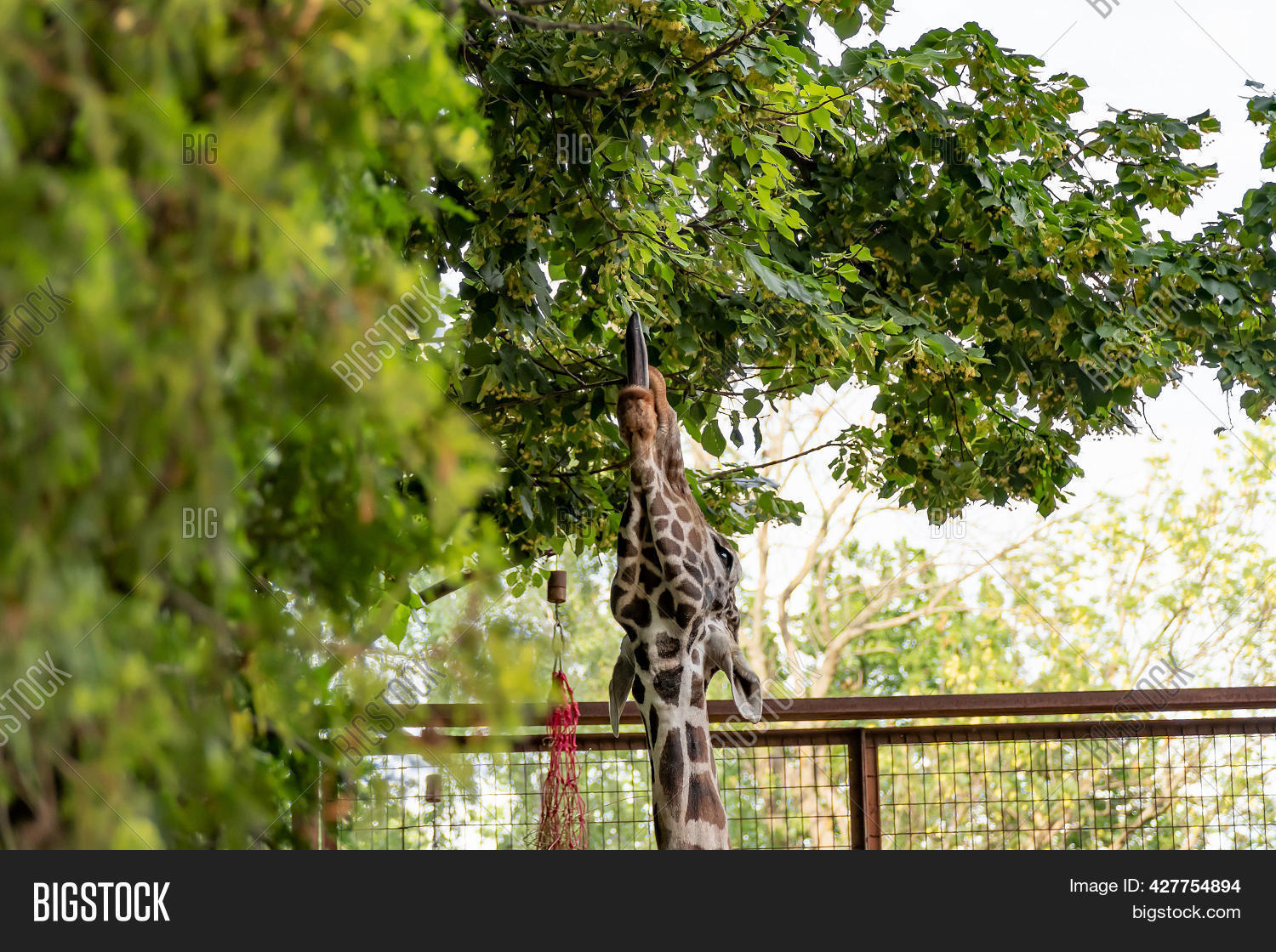 Giraffe Trying Reach Image & Photo (Free Trial) | Bigstock