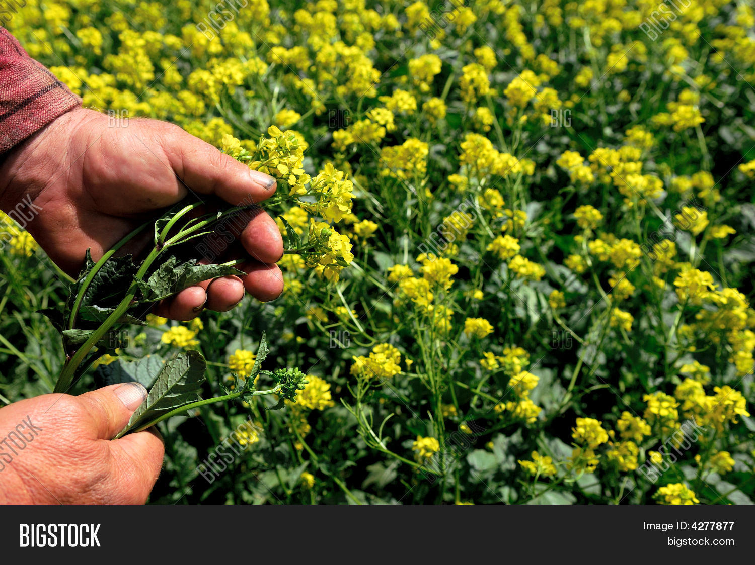 Canola Farmers Hand Image & Photo (Free Trial) | Bigstock