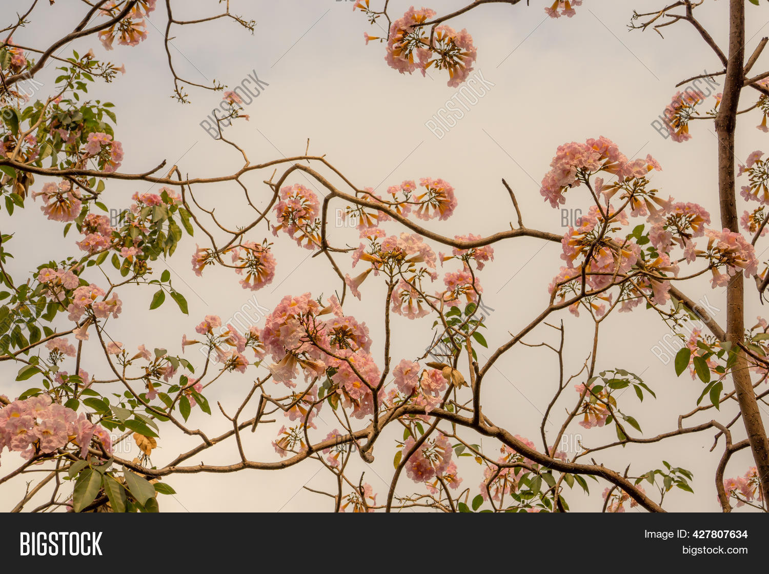 Bunch Pink Trumpet Image & Photo (Free Trial) | Bigstock