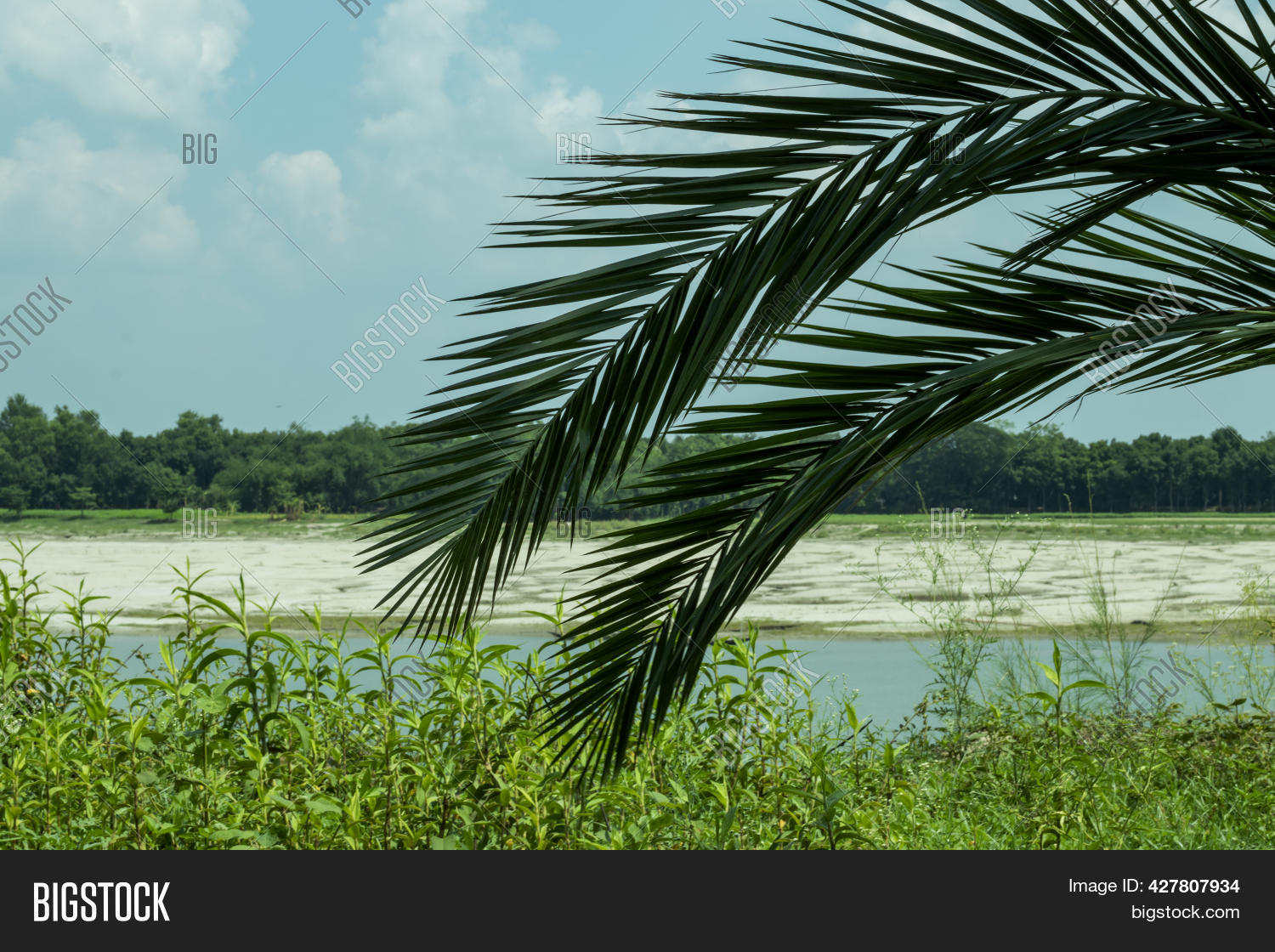 Date Palm Leaves Image & Photo (Free Trial) | Bigstock