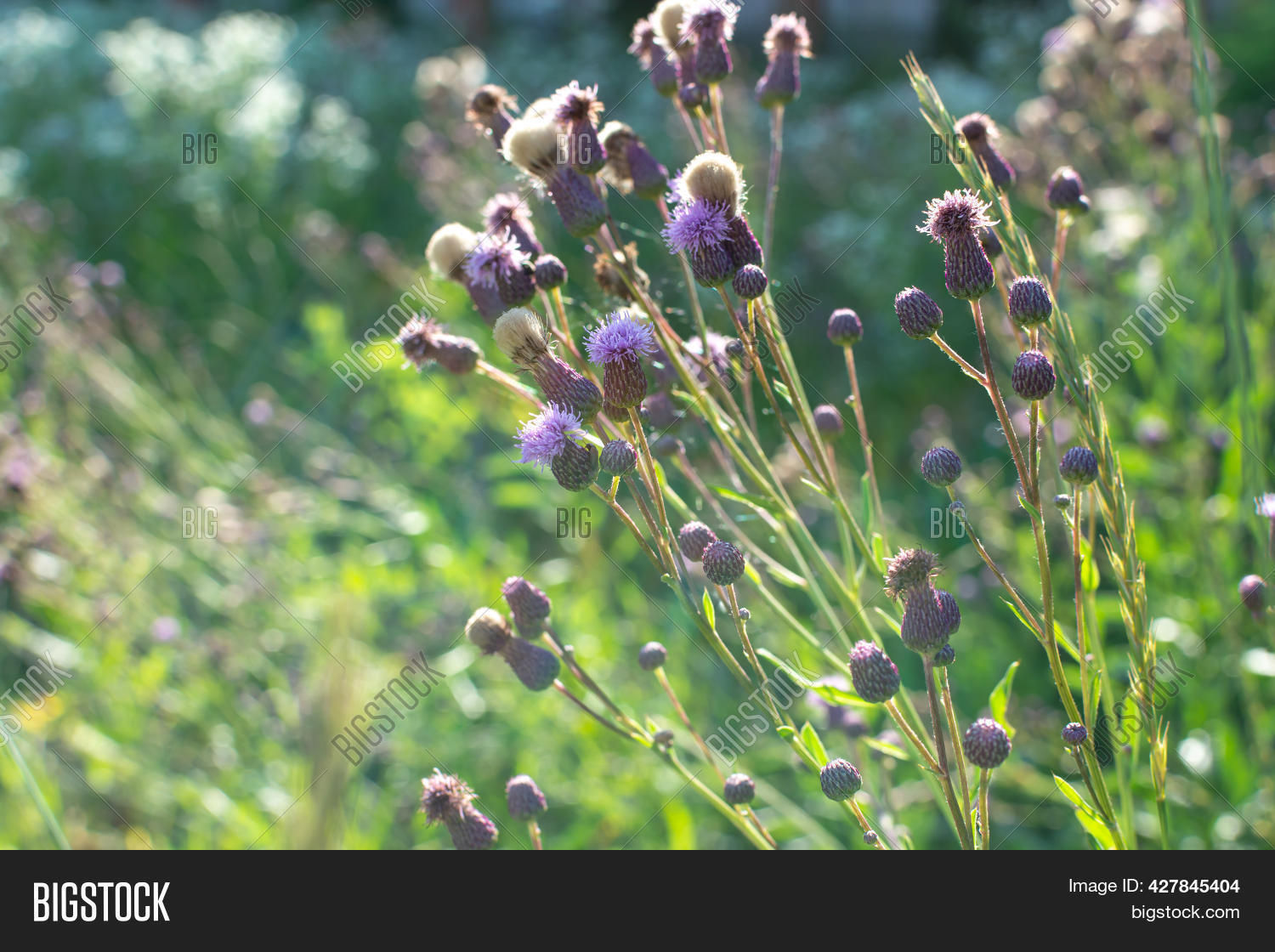Thorny Weed Field, Image & Photo (Free Trial) | Bigstock