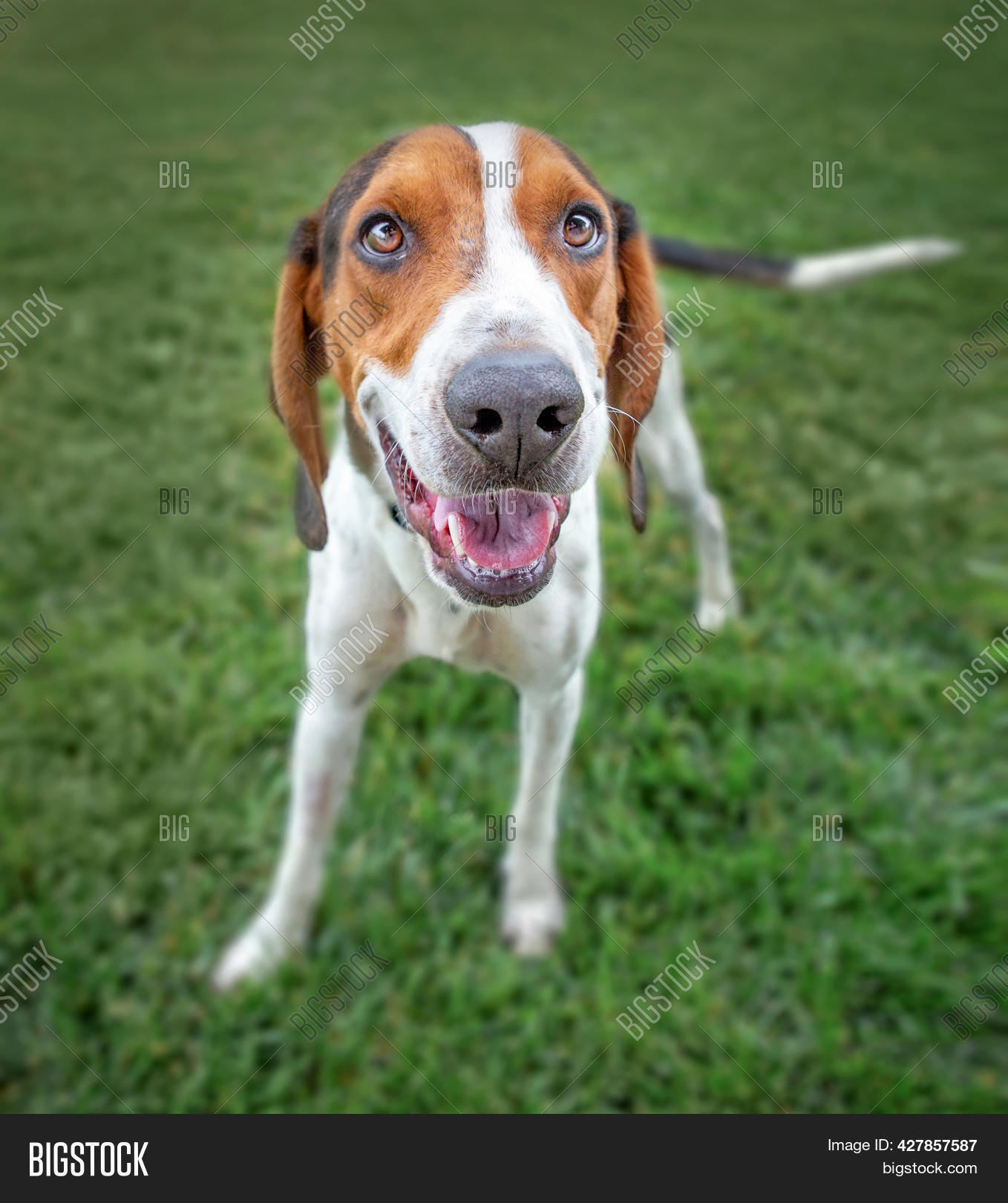 Wide Angle Photos Cute Image & Photo (Free Trial) | Bigstock