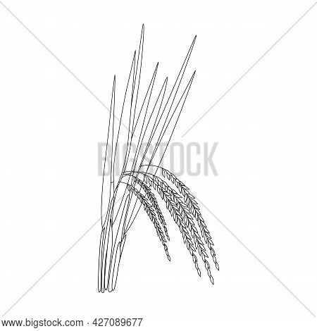 Rice Plant Vector & Photo (Free Trial) | Bigstock
