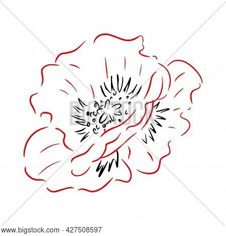 Poppy Hand Drawn Vector & Photo (Free Trial) | Bigstock