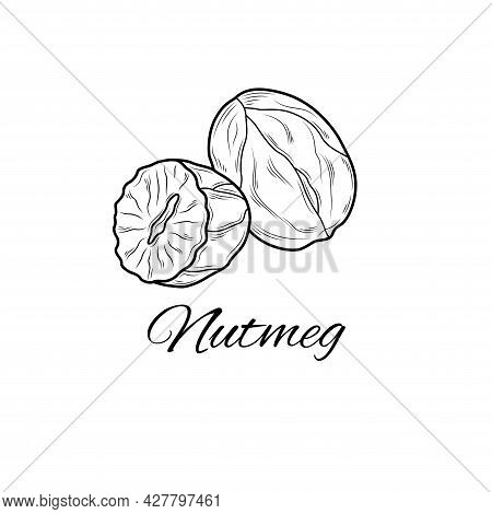 Nutmeg Sketch. Vector & Photo (Free Trial) | Bigstock