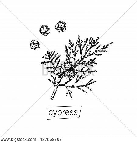 Hand Drawn Cypress Vector & Photo (Free Trial) | Bigstock