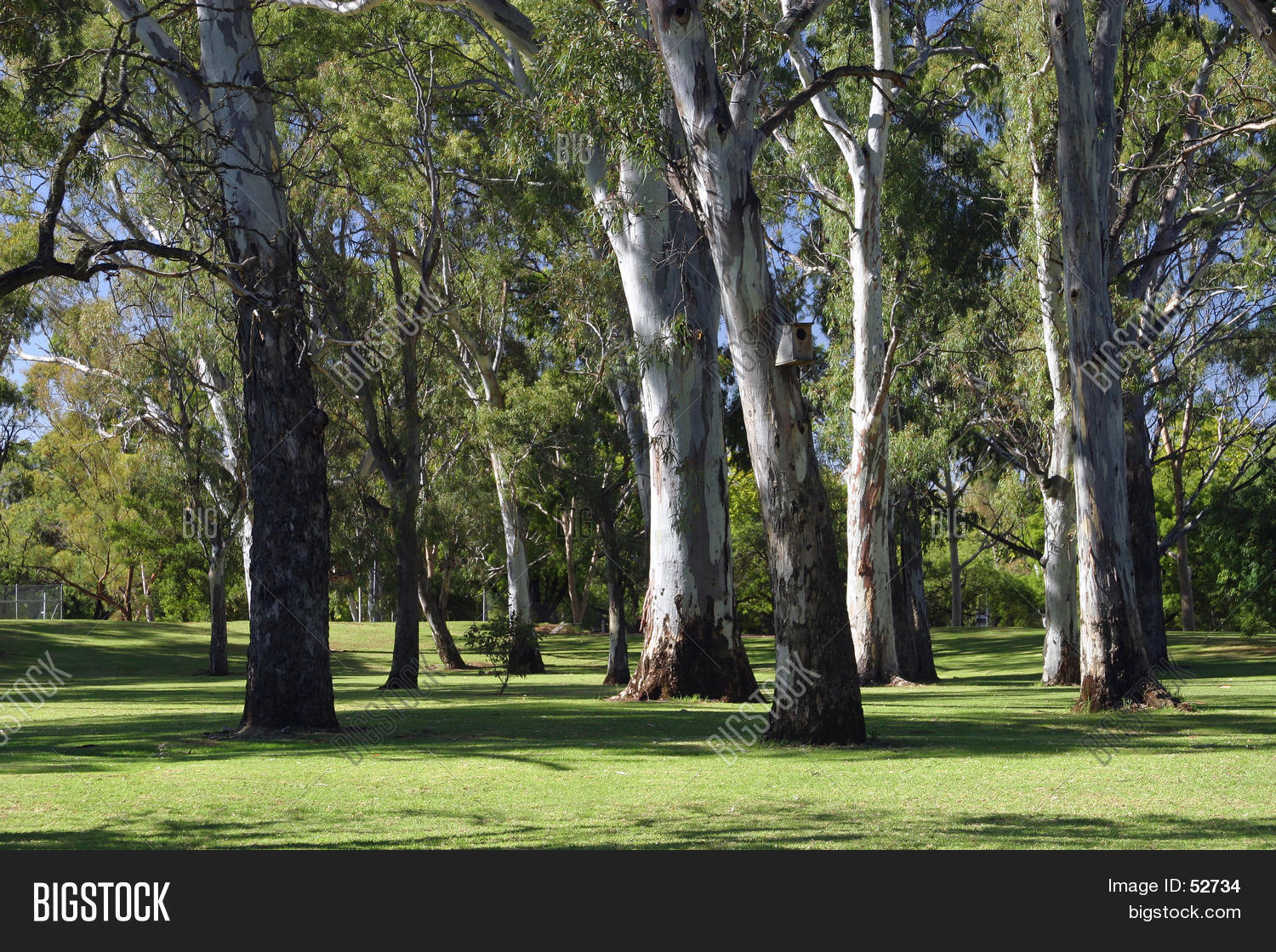 Group Gum Trees Image & Photo (Free Trial) | Bigstock