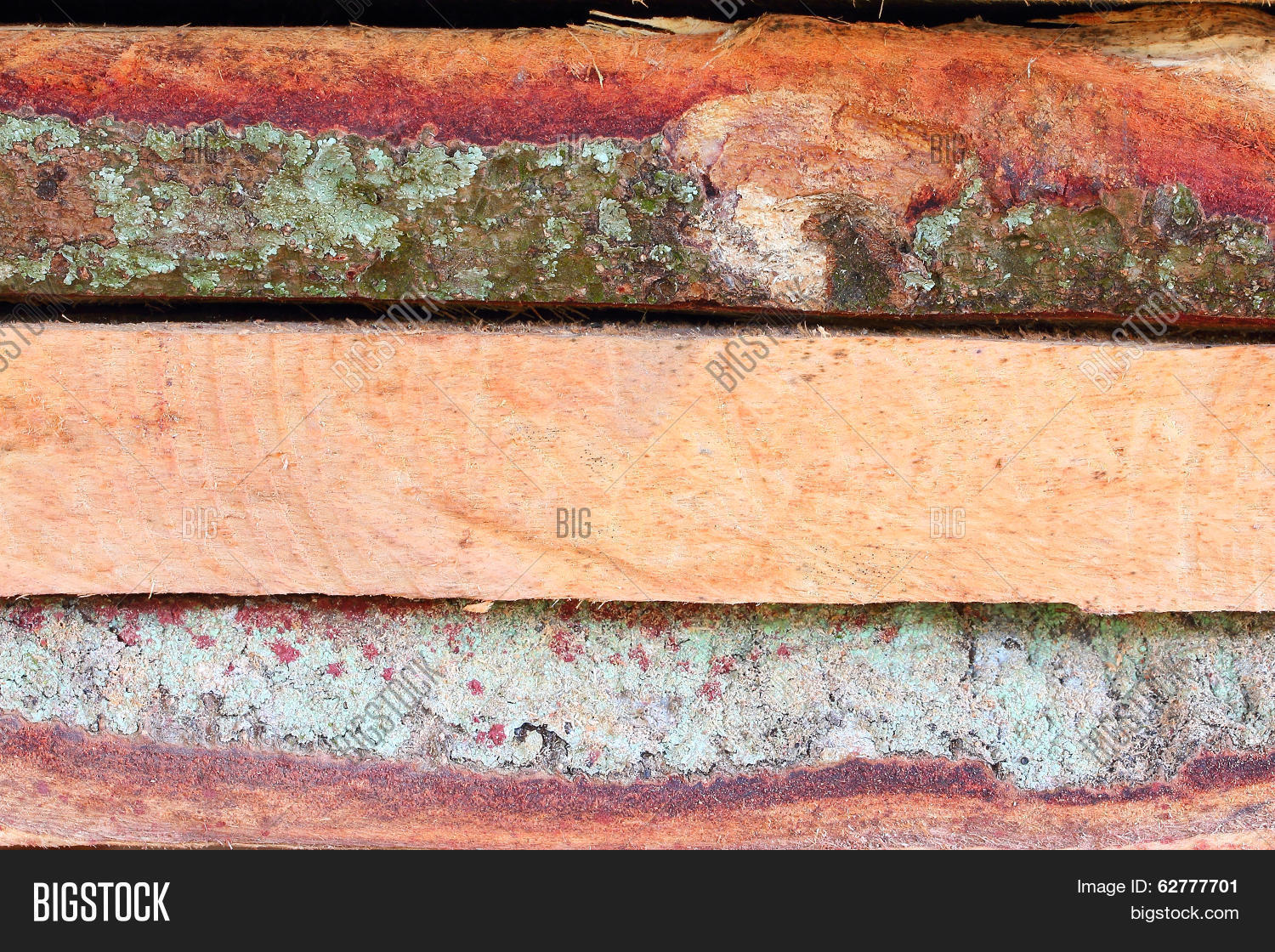 Cross Section Detail Image & Photo (Free Trial) | Bigstock