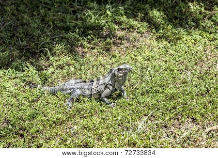 Wild Big Lizard Image & Photo (Free Trial) | Bigstock