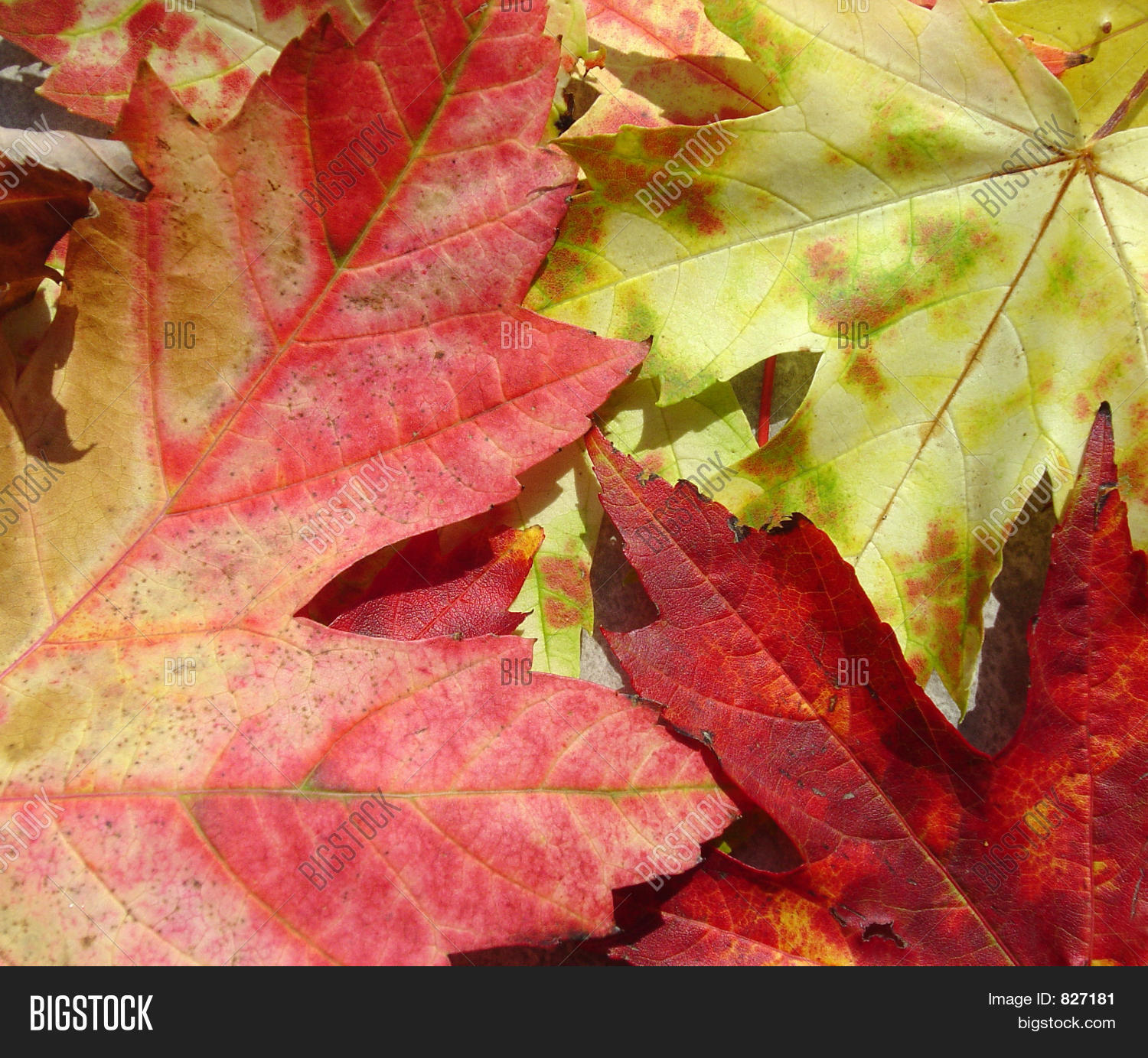 Autumn Maple Leaf Image & Photo (Free Trial) | Bigstock