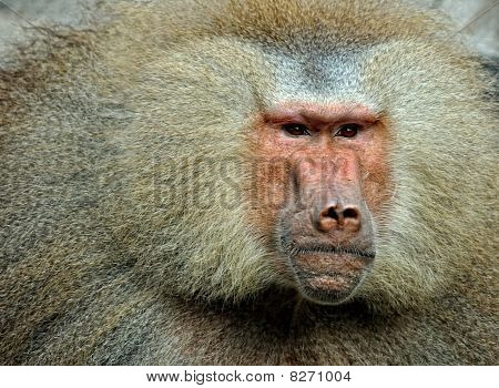 Baboon Face Image & Photo (Free Trial) | Bigstock