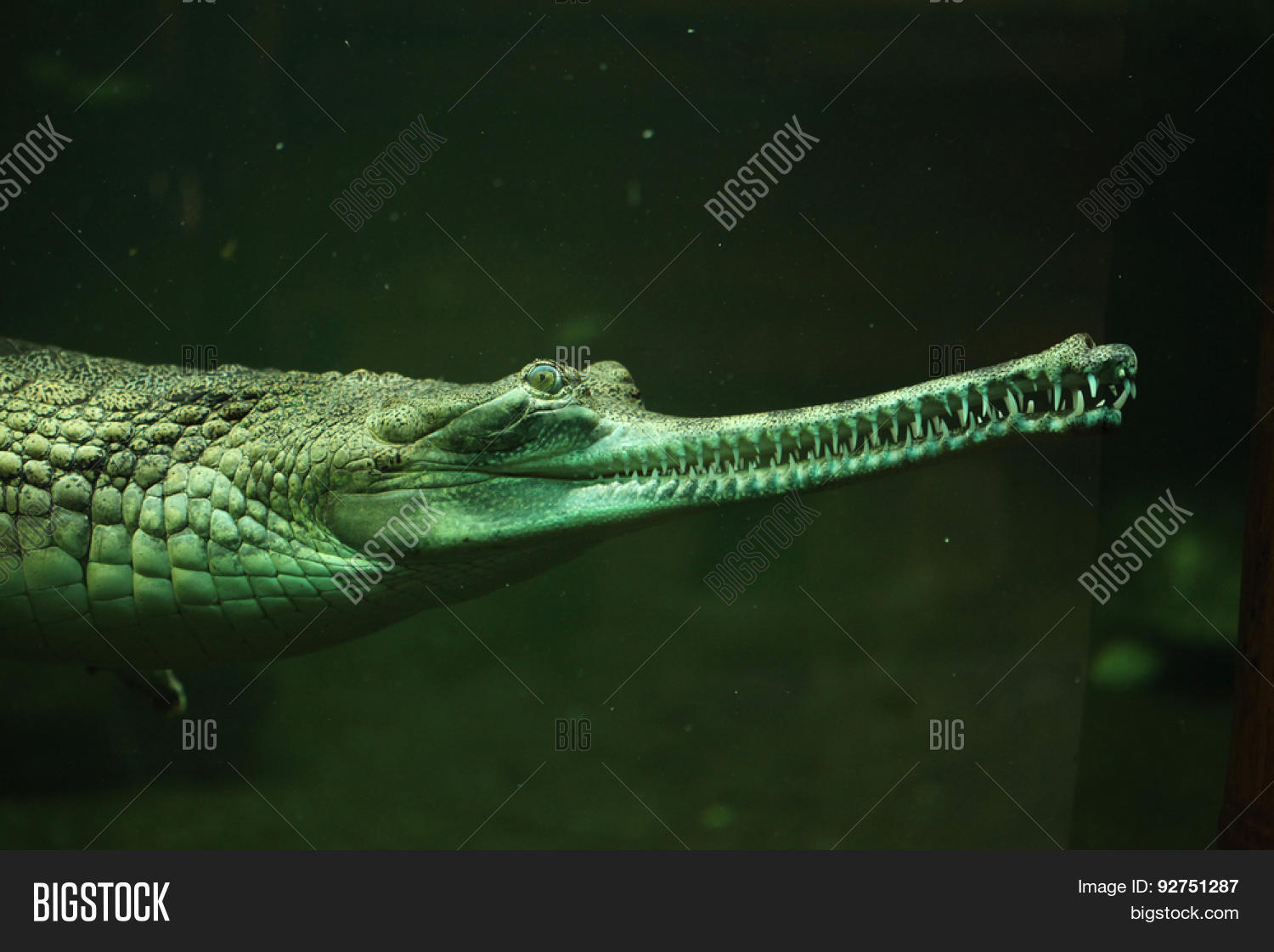 Gharial (Gavialis Image & Photo (Free Trial) | Bigstock