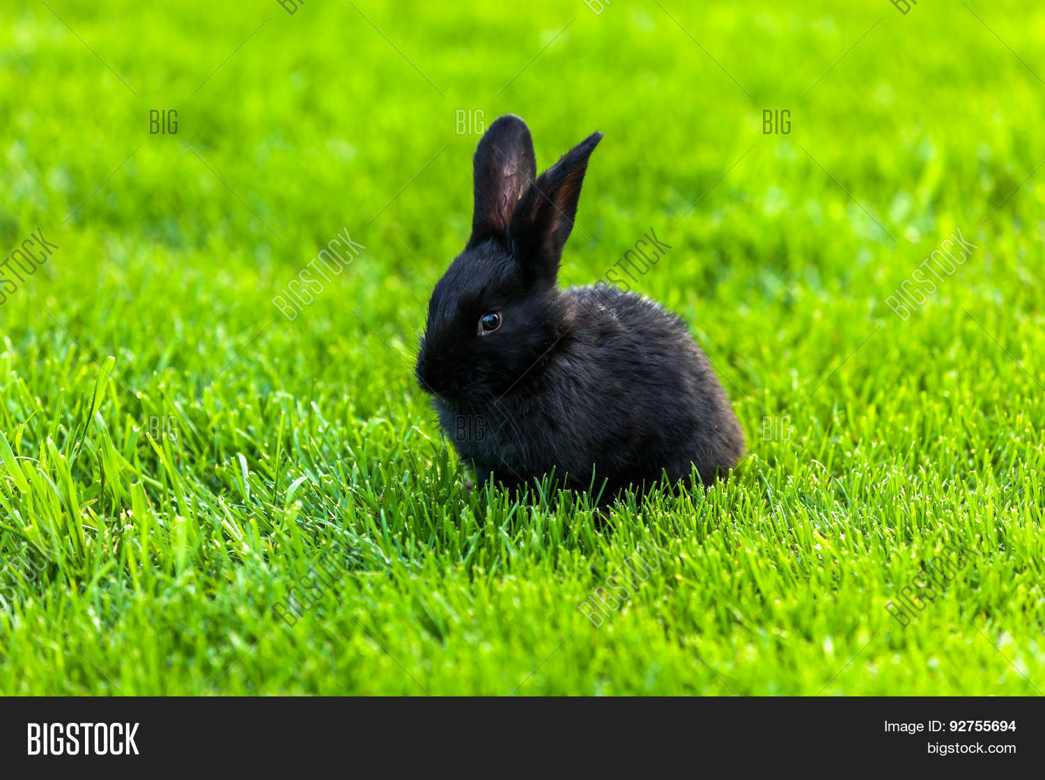 Black Rabbit, Rabbit Image & Photo (Free Trial) | Bigstock