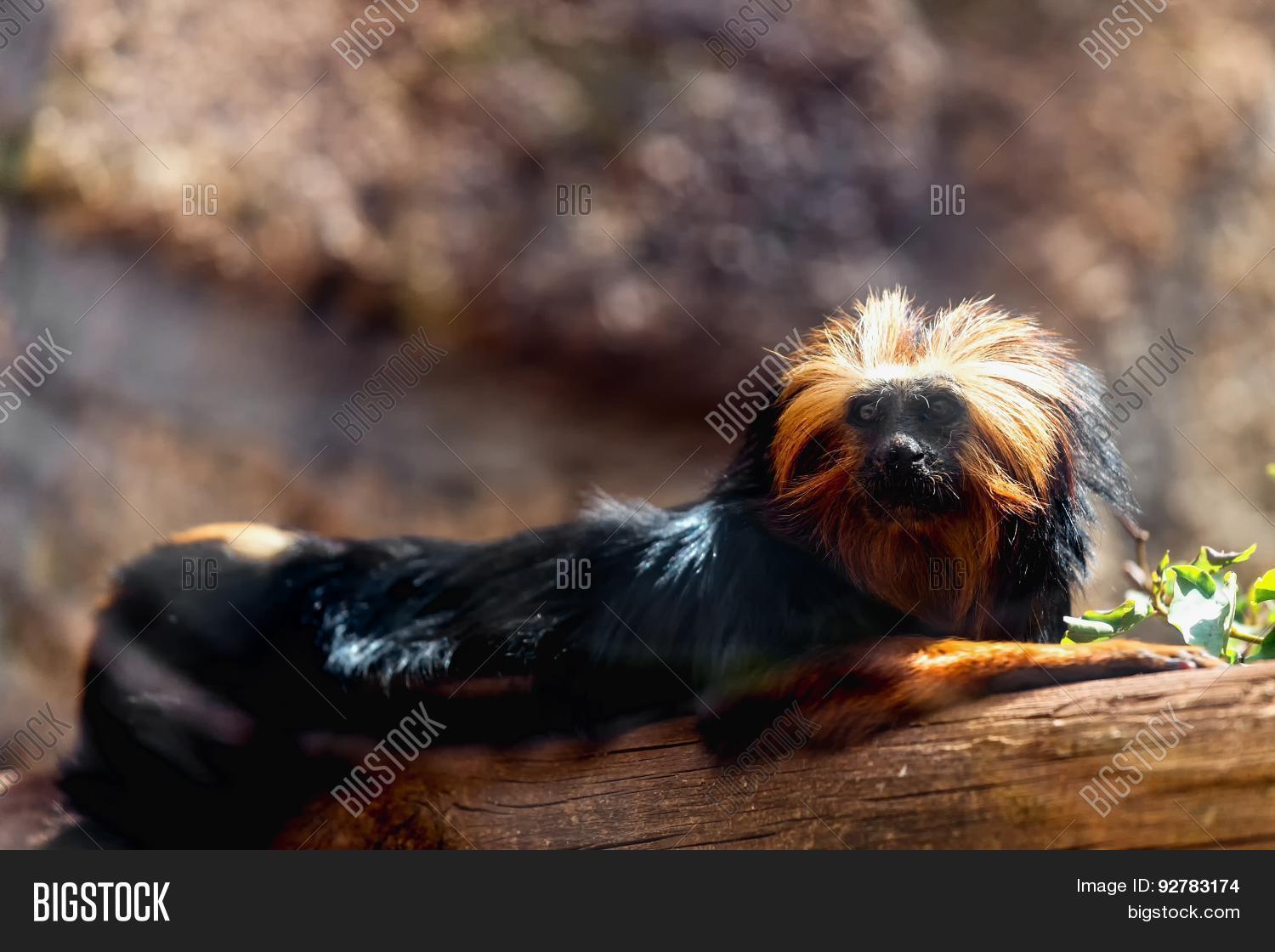 Black Monkey Titi Leon Image & Photo (Free Trial) | Bigstock