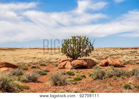 Lone Tree Grwong Image & Photo (Free Trial) | Bigstock