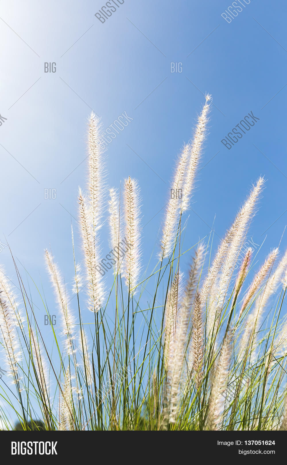 Cogon Grass On Blue Image & Photo (Free Trial) | Bigstock