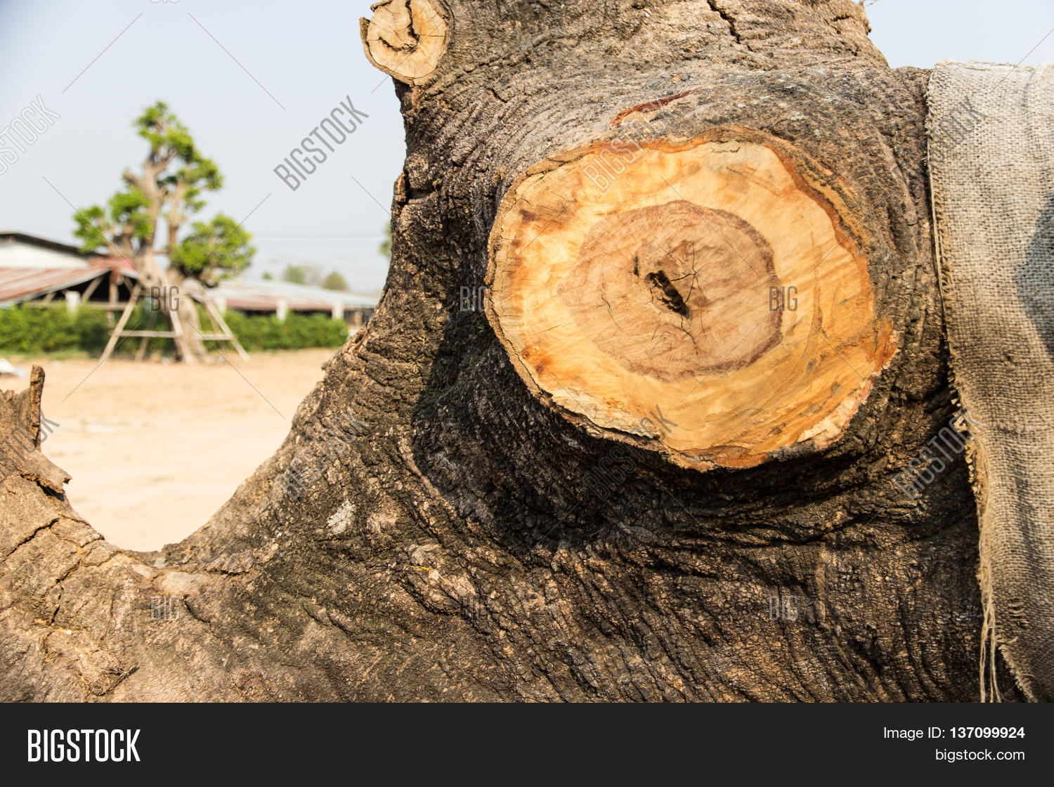 Nature Cutting Trees Image & Photo (Free Trial) | Bigstock