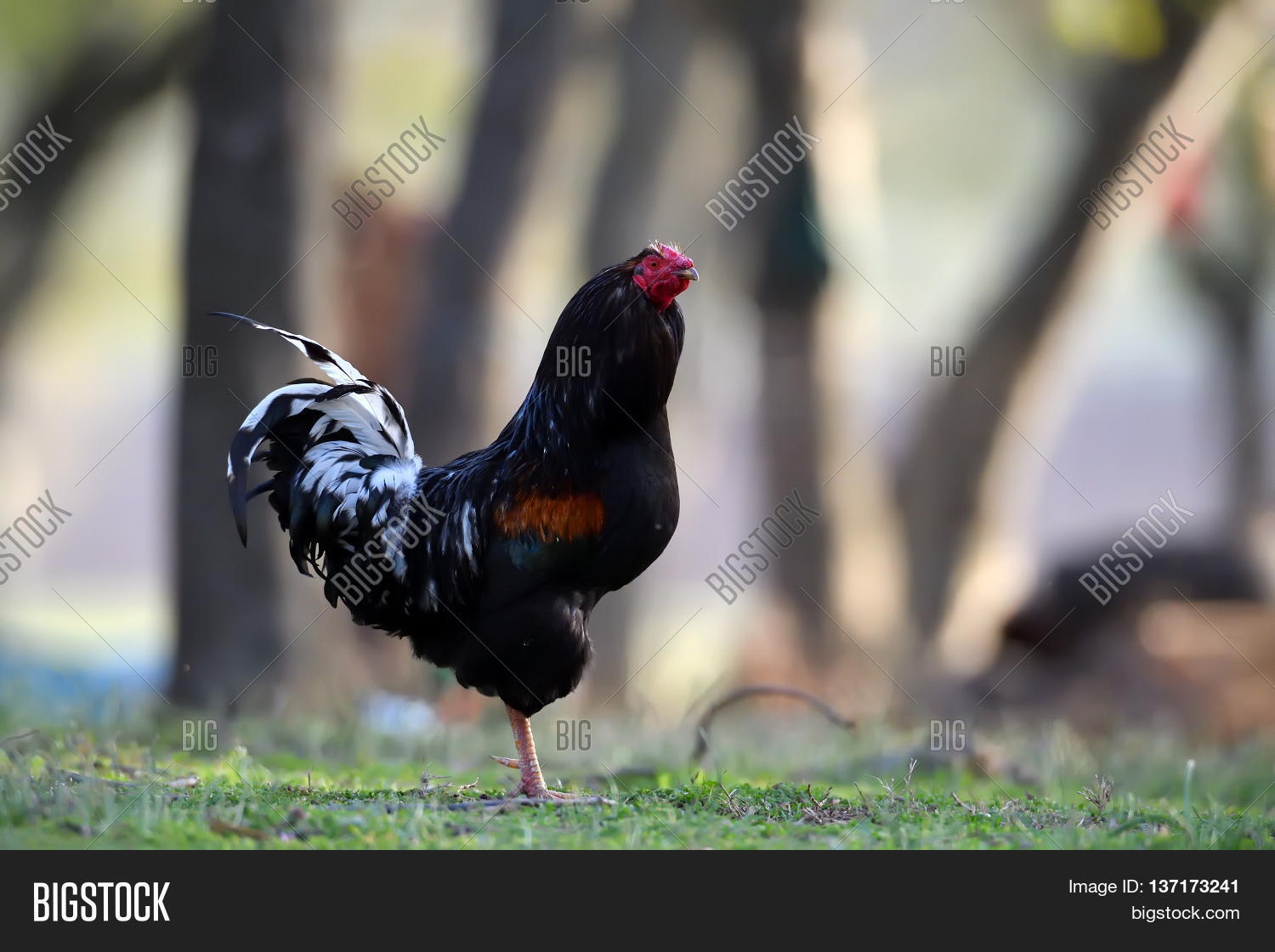 Colorful Rooster Image & Photo (Free Trial) | Bigstock