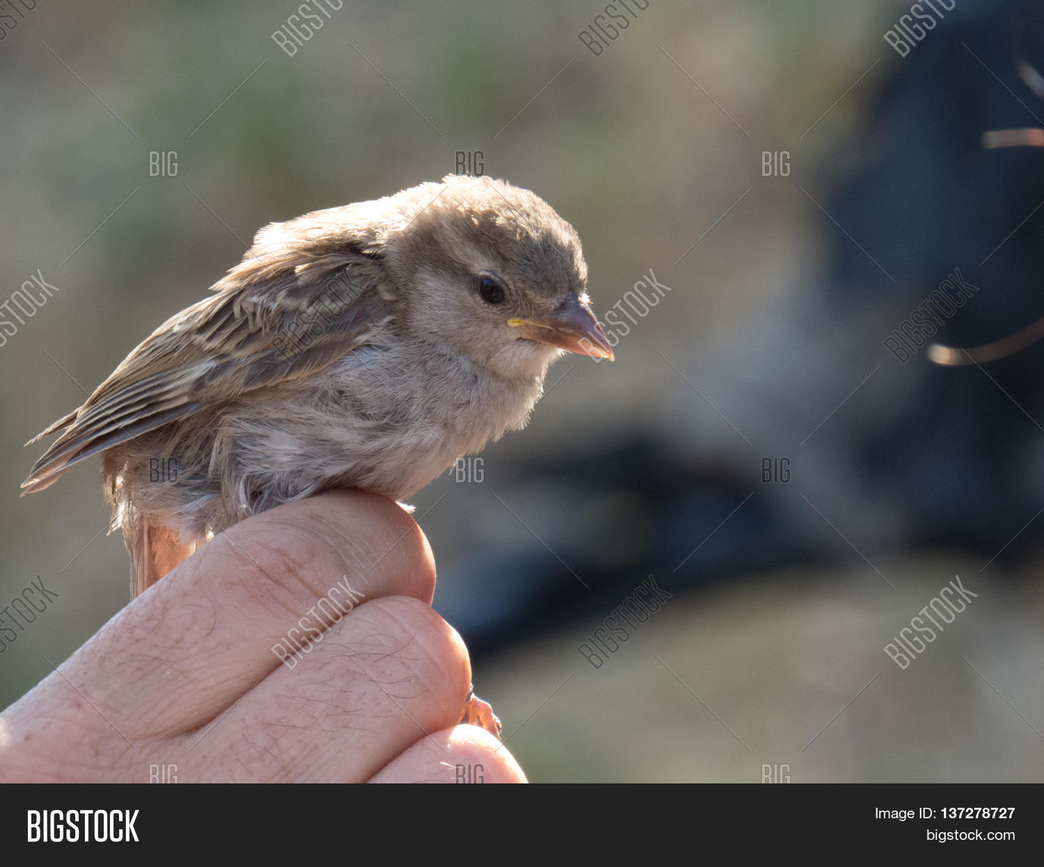 Sparrow Being Held Image & Photo (Free Trial) | Bigstock