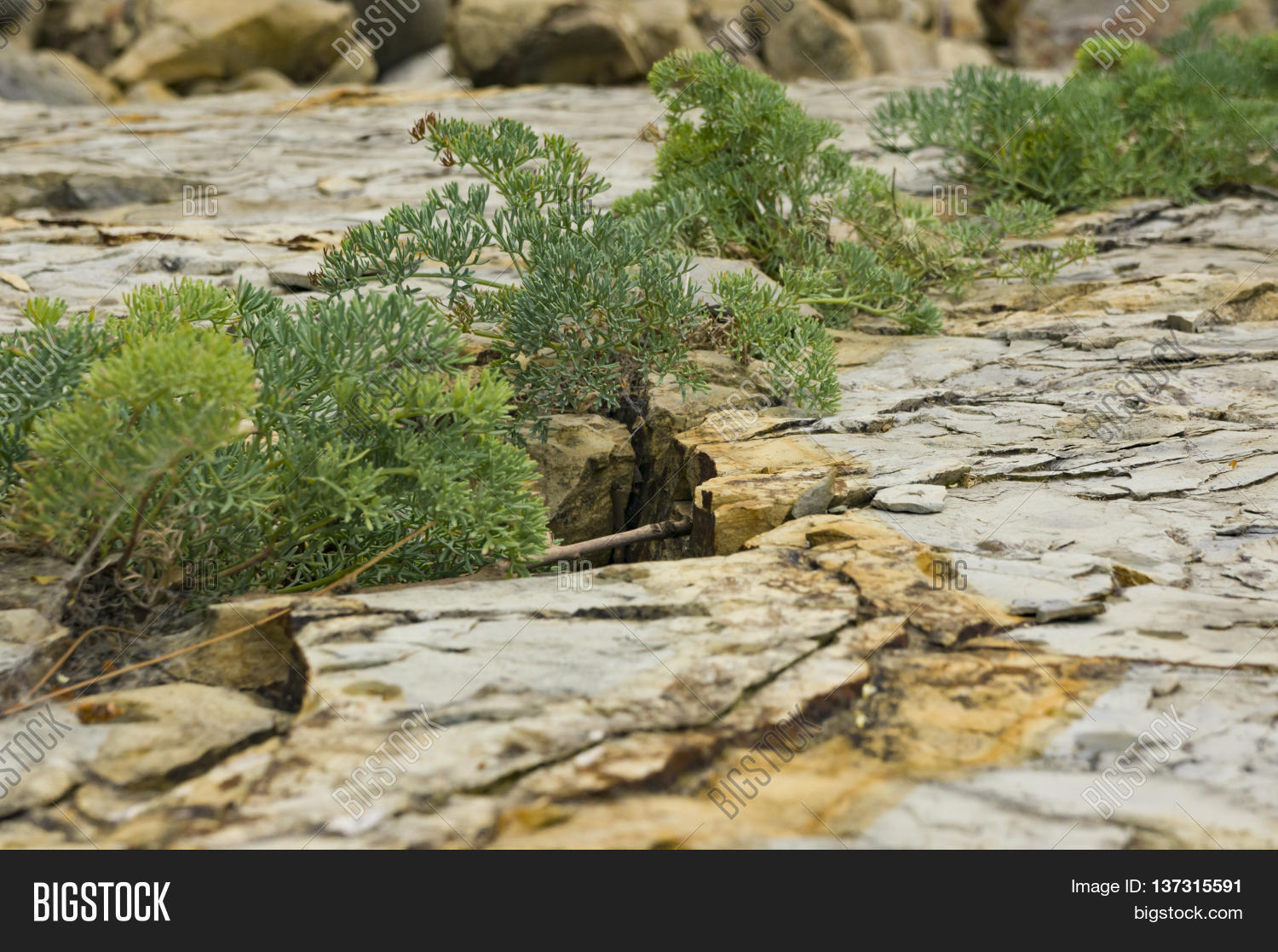 Plants Forced Destroy Image & Photo (Free Trial) | Bigstock