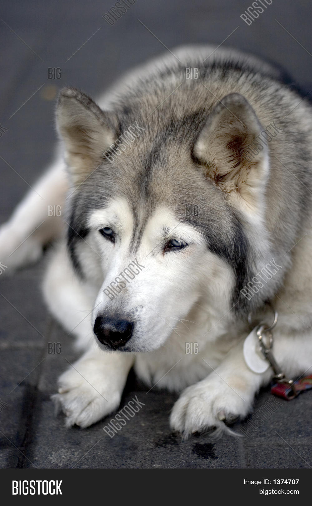Portrait Old Husky Dog Image & Photo (Free Trial) | Bigstock