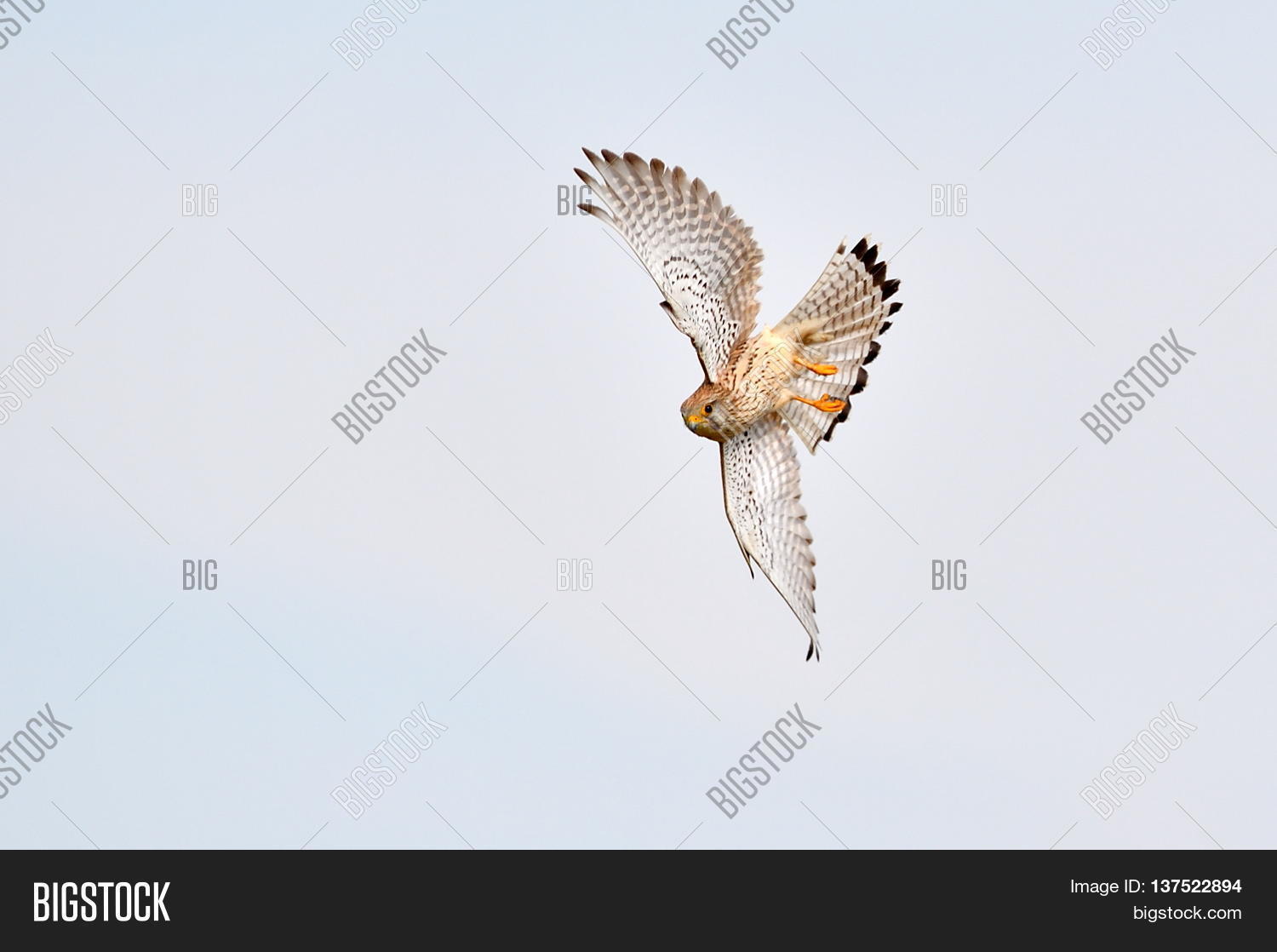 Falcon Flying Natural Image & Photo (Free Trial) | Bigstock