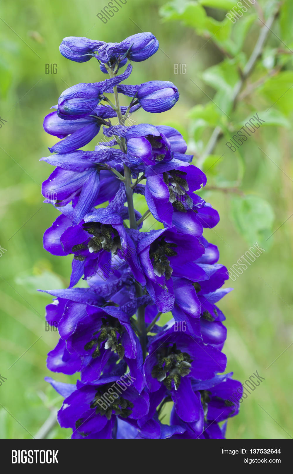 Intense Blue Colour On Image & Photo (Free Trial) | Bigstock