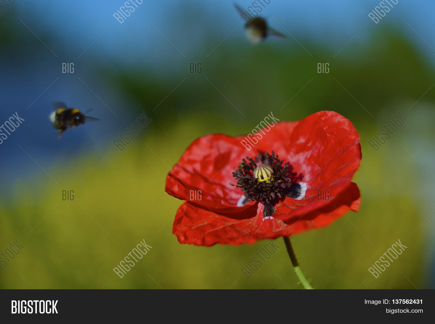 Poppy Bee Summer Image & Photo (Free Trial) | Bigstock
