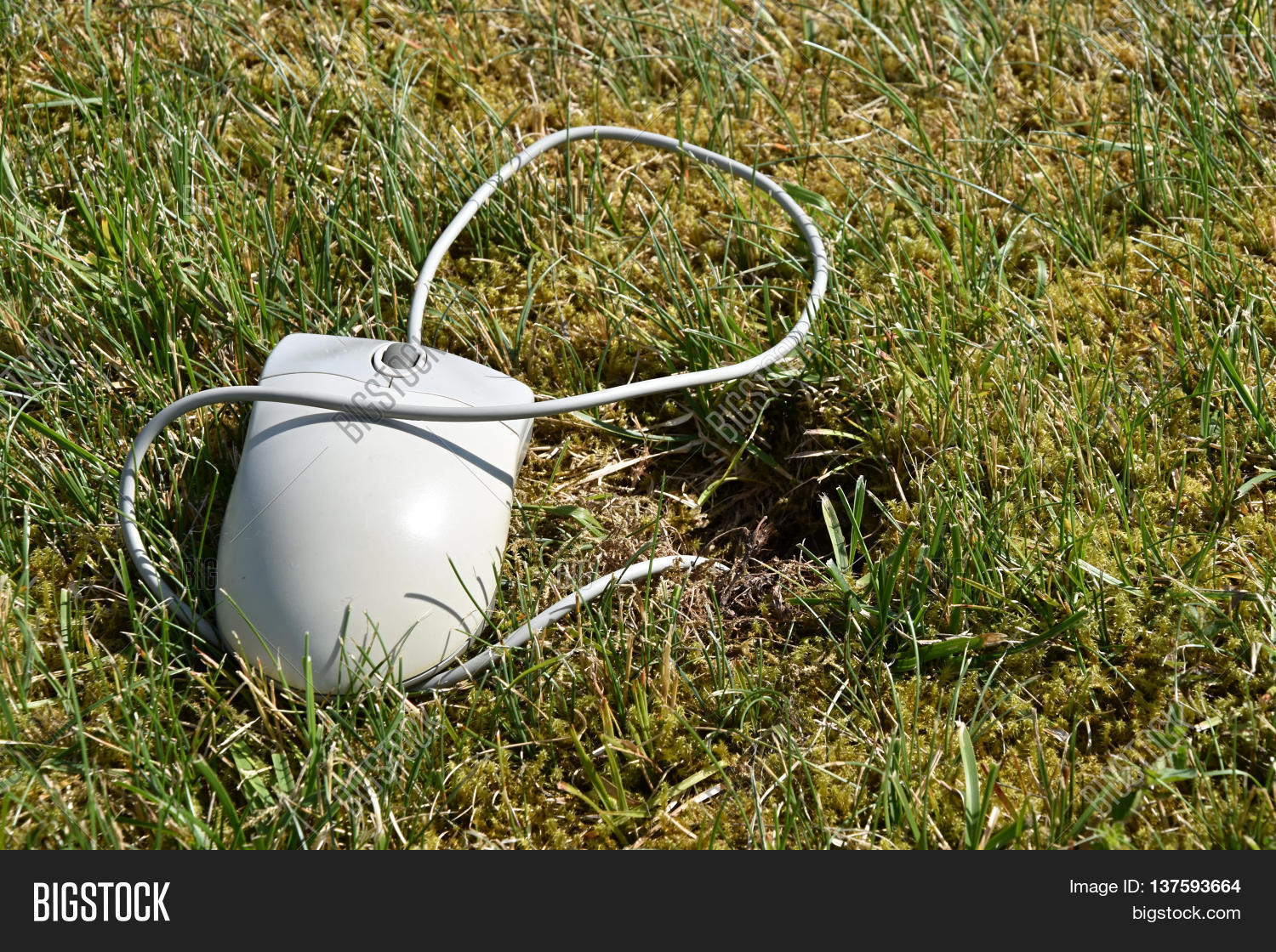 Computer Mouse Lying Image & Photo (Free Trial) | Bigstock