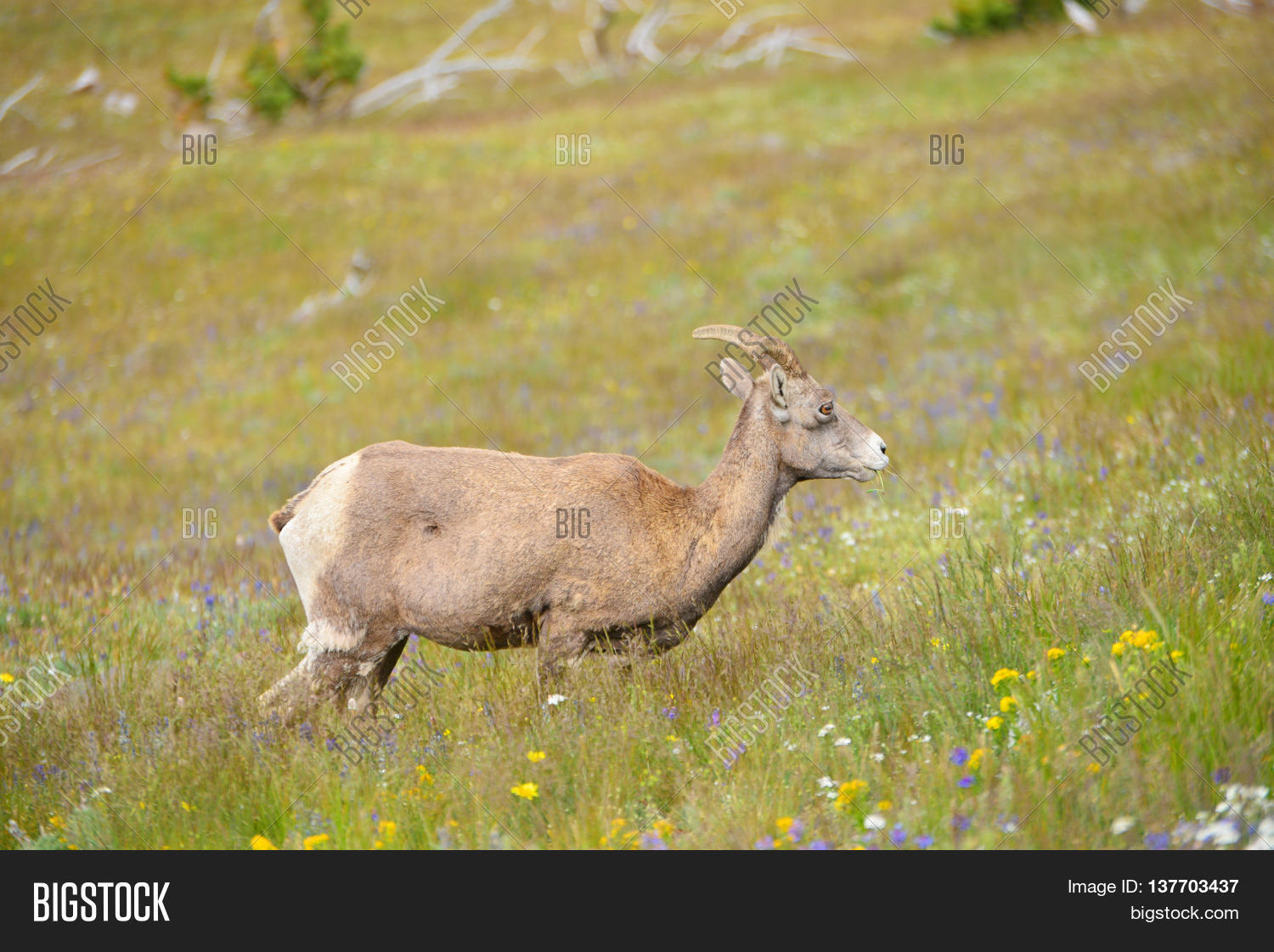 Young Big Horn Sheep Image & Photo (Free Trial) | Bigstock
